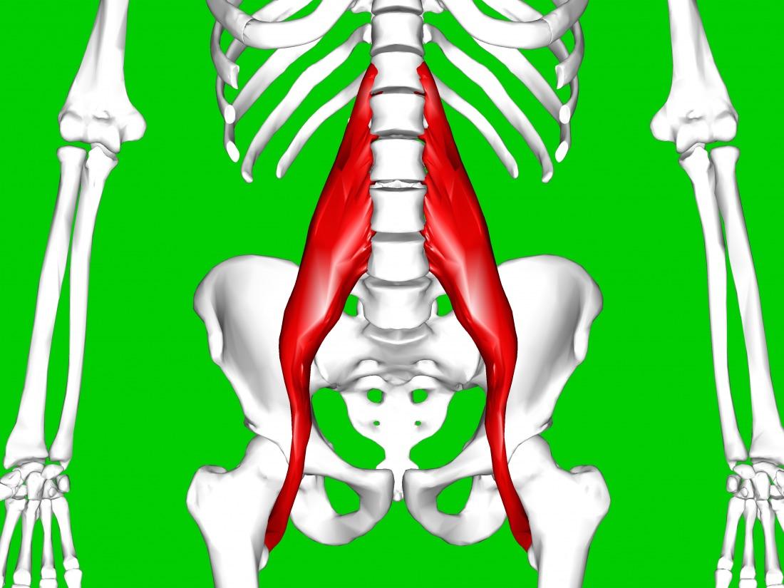 Why Strong Hip Flexors Matter (and How They Can Transform Your Movement ...